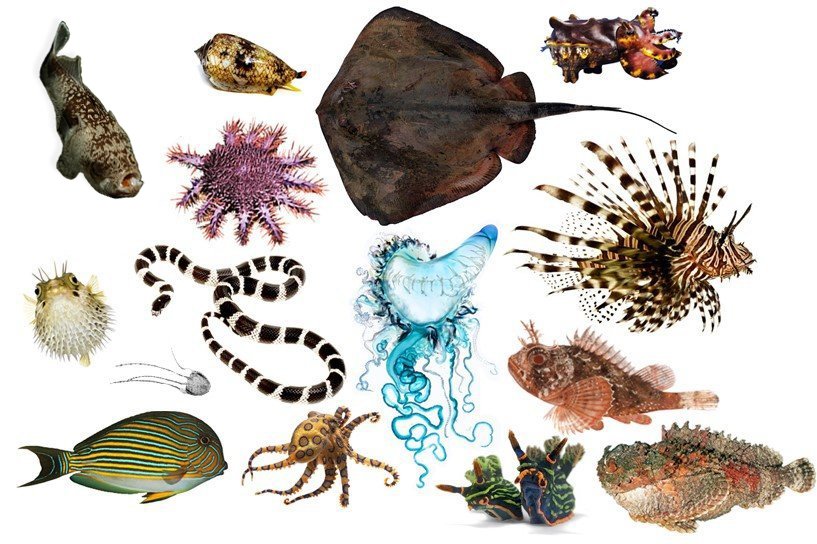 Toxic Sea Creatures Quiz