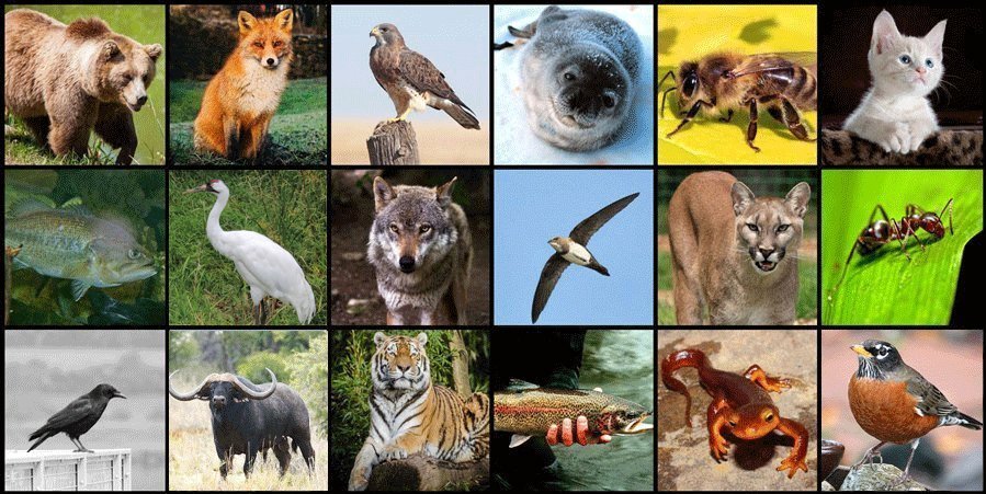 Famous People with Animals in Their Names Quiz