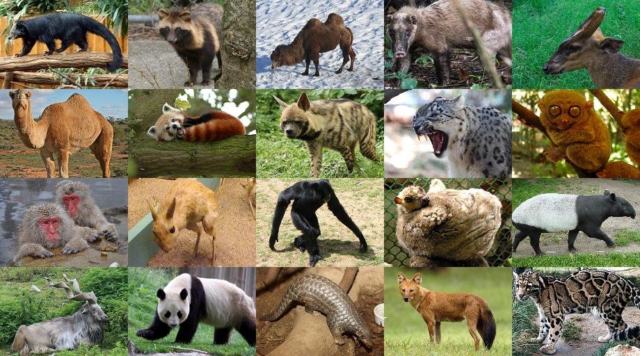 Mammals of Asia Quiz