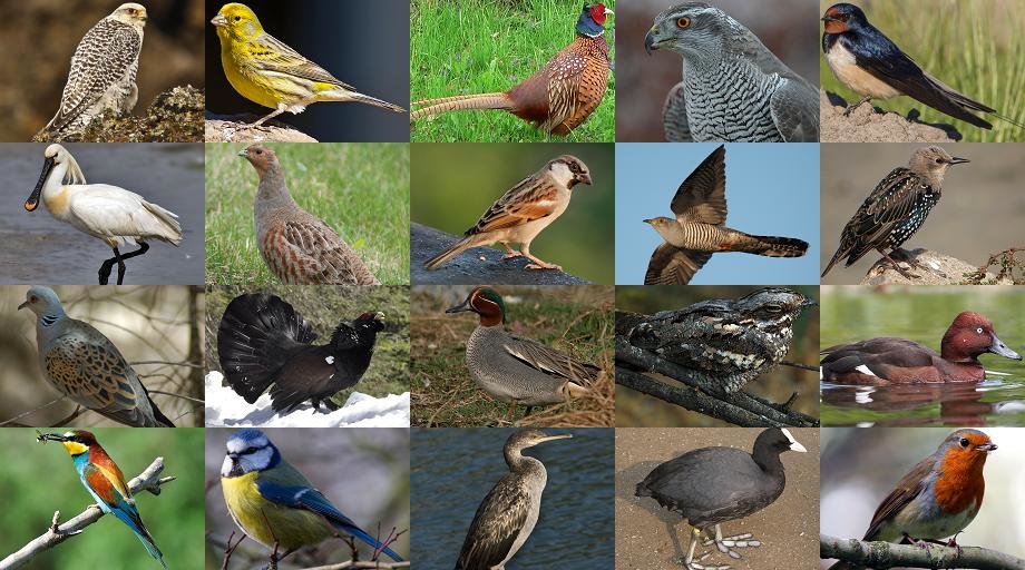 Birds of Europe Quiz